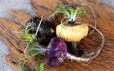 Kumara Foods The Glucosinolates Macamides And Macaenes Of Maca How Do They Affect Your Health
