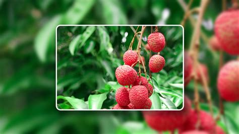 How To Grow Lychee At Home A 5 Step Guide Herzindagi