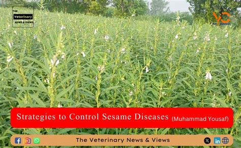 Strategies To Control Sesame Diseases The Veterinary News Views