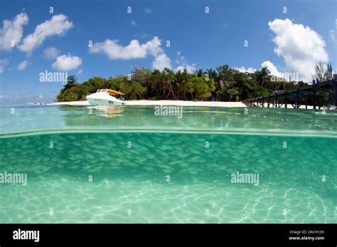 Yellowstripe Scad Split Shot Showing A Large School Of Yellowstripe Scad Selaroides Leptolepis