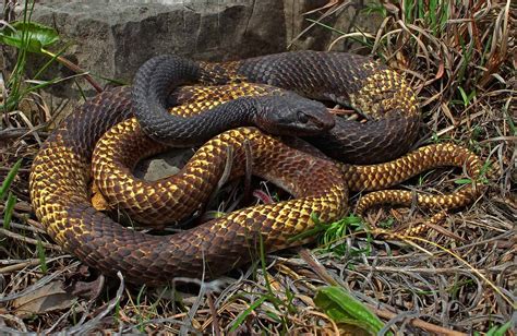 This Fascinating Snake Species Found In The Us Gets Better Vision In