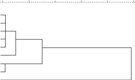 dendrogram generated by the cluster analysis of morphological traits