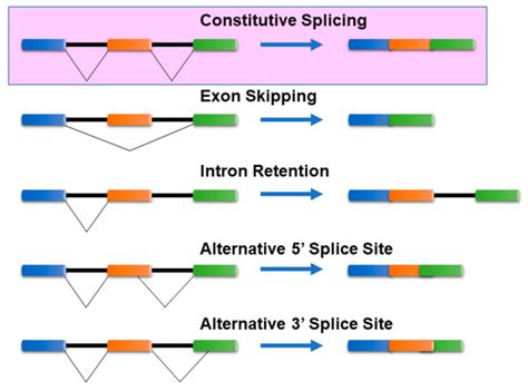 Computational Methods For Predicting Functions At The Mrna Isoform Level