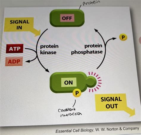 Intracellular Signalling Flashcards Quizlet