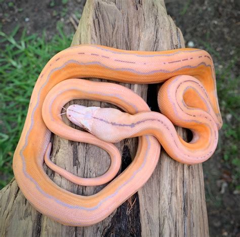Purple Motley Tiger Sunfire Reticulated Python By Scale House Morphmarket