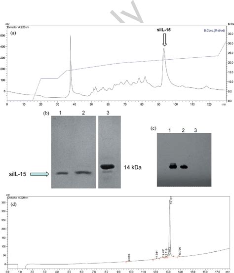 Rp Hplc Chromatographic Profile Identification And Purity Analysis Of