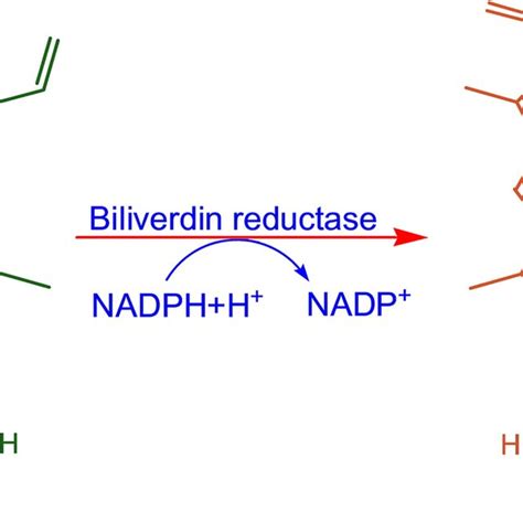 Hplc Uv Vis Analysis At 450 Nm Of Biliverdin And Bilirubin A Download Scientific Diagram