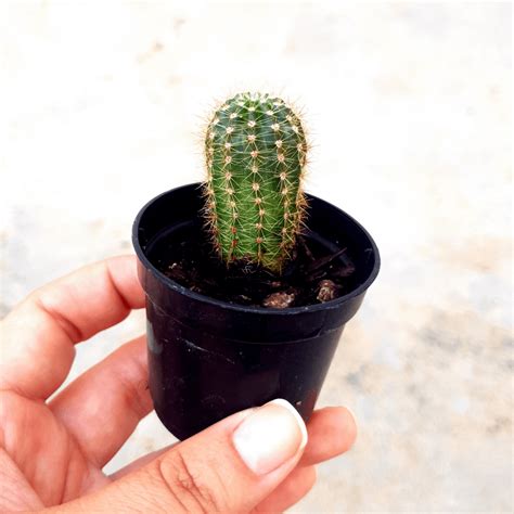 please some help with id r cacti