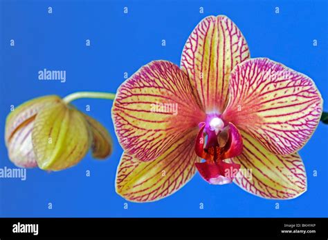 Bilateral Symmetry Art