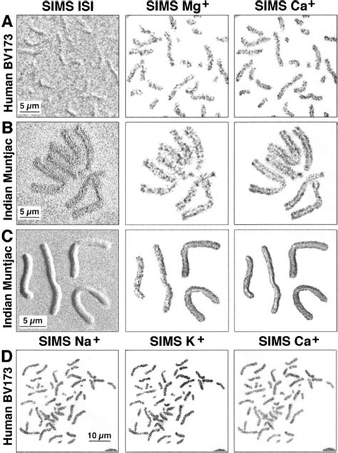 Cation Distribution On Chromosomes Using Sims Sims Analytical