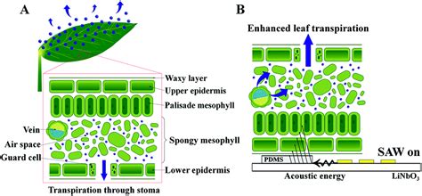Transpiration In Plants Through Stomata
