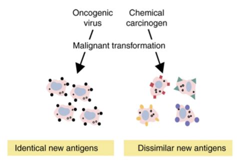 Tumour Immunology Flashcards Quizlet