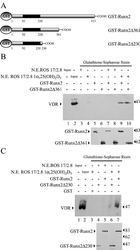 Gst Runx2 Interacts With Nuclear Vdr A Gst Runx2 Proteins B And C