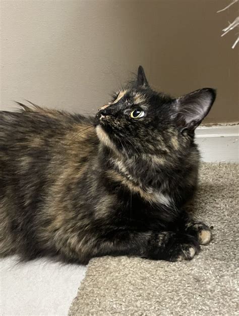 Mila Kitty Connection