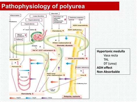 Polyuria BASICS AND APPROACH PDF