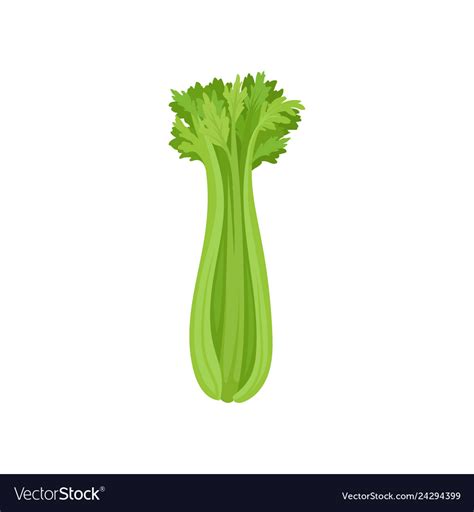 Celery Stalk And Foliage On White Background Vector Image