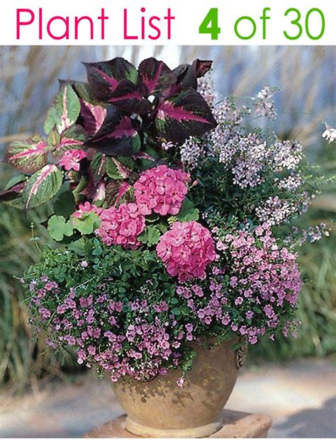 Best Flowers For Mixed Pots At Angelica Mullins Blog