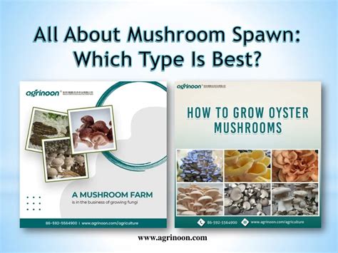 Ppt All About Mushroom Spawn Which Type Is Best Powerpoint