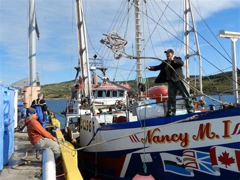 Northern Cod Numbers May Have Moved Out Of Critical Zone Says Federal Scientist The Globe And