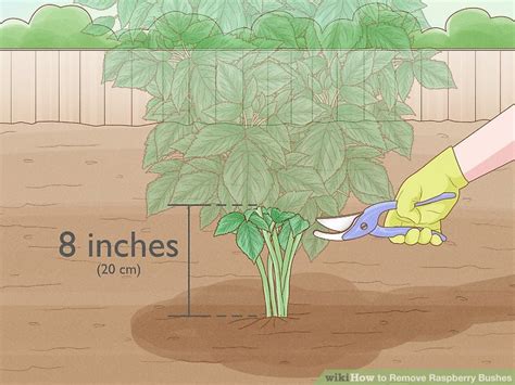 Simple Ways To Remove Raspberry Bushes Steps With Pictures