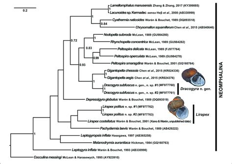 bayesian inference consensus tree generated from a 569 bp alignment