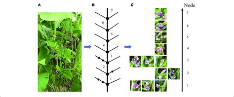 A Detailed Diagram Of The Soybean Flower Data Collection Scheme A Download Scientific