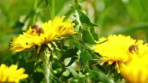 Syed Ahmad Ibtehaj Ali On Linkedin Deeplearning Comingsoon Ai