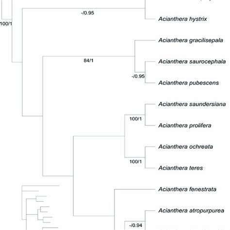 Strict Consensus Tree From Maximum Parsimony Analysis Analysis Based