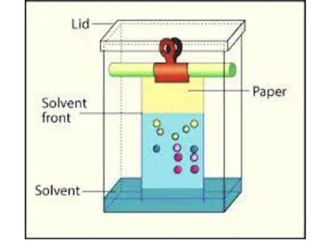 Paper Chromatography Diagram Stationary Phase