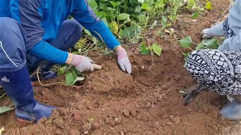 양평농사고구마가을일상관리지속수확멍구독귀촌꿀팁좋아요초보농사주말농장농부자연친환경열심히설명키우기농작물방법놀기힐링여유건강기다림경험