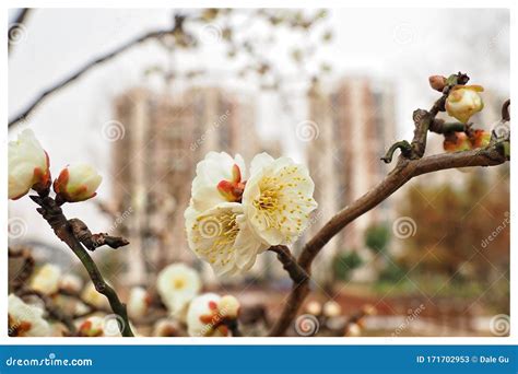 Symbole De La Force Image Stock Image Du Blanc Fleur 171702953