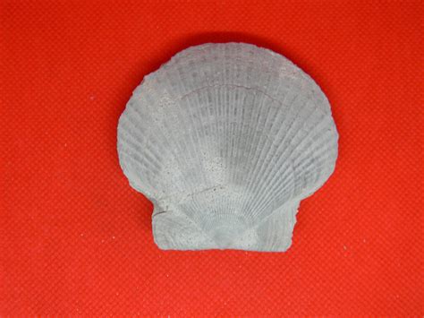Fossil Specimen Bivalvia Jurassic James Fossil Specimen Bivalvia Jurassic James