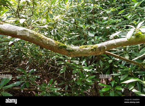 Moss Growing On A Fallen Tree Branch In An Old Growth Forest Stock Photo Alamy