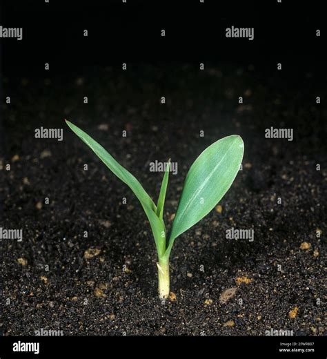 Maize Corn Or Sweetcorn Zea Mays Seedling With Coleoptile Or Spike