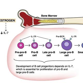 γδ T cell function and localization are influenced by sex hormones γδ T Download Scientific