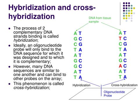 Ppt Detection And Compensation Of Cross Hybridization In Dna