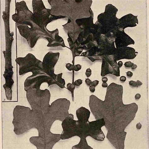 Post Oak A Top 100 Common Tree In North America