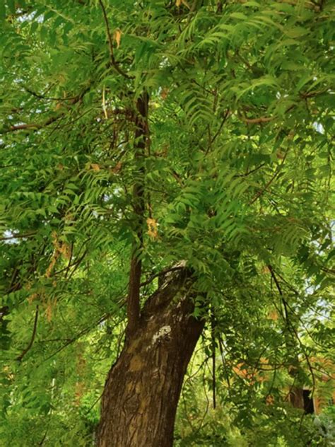 नीम के पेड़ की पूजा करने से दूर होती हैं ये 7 परेशानियां