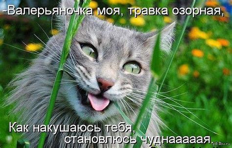 травка муравка | Пикабу