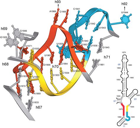 Simple Ribosomal Rna Structure