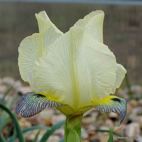 Iris Camillae Clone 1 Daylily Phlox Eu