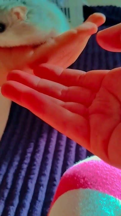 Хомячок🎀 Youtube