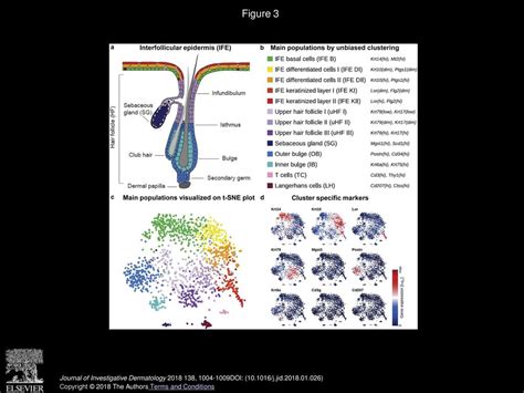 Research Techniques Made Simple Single Cell RNA Sequencing And Its Applications In Dermatology