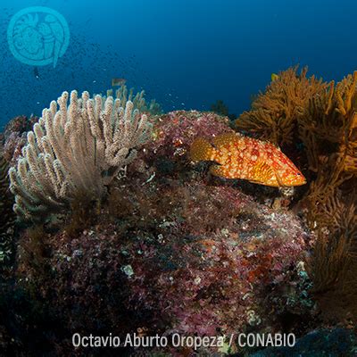 Arrecifes Biodiversidad Mexicana