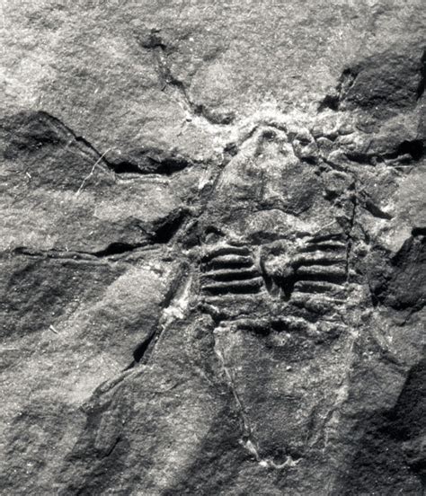 Fossil Arachnids Deposits Magazine Fossil Arachnids Deposits Magazine