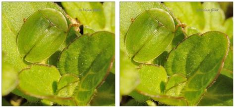 Spot The Beetle R Crossview