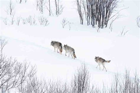 Do Wolves Hibernate What Wolves Do In Winter