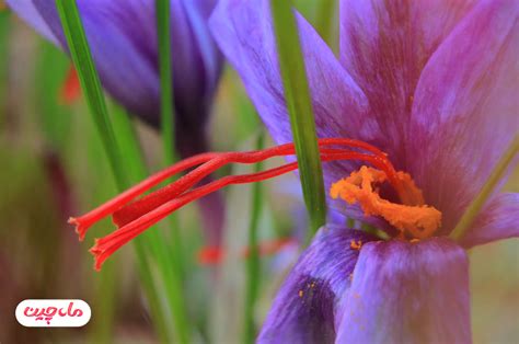 عکس زعفران عکس گل زعفران با کیفیت بالا ماه چین