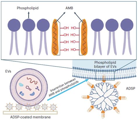 High Throughput Capture And In Situ Protein Analysis Of Extracellular Vesicles By Chemical Probe