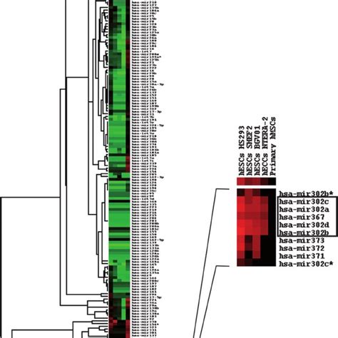 Heat Map Representation Of Relative MiRNA Expression Profiling